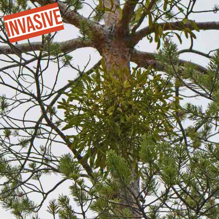 Gui - La flore qui borde l'Yvette