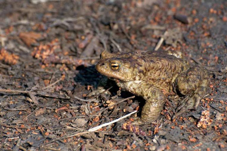 Crapaud commun - La faune qui borde l'Yvette