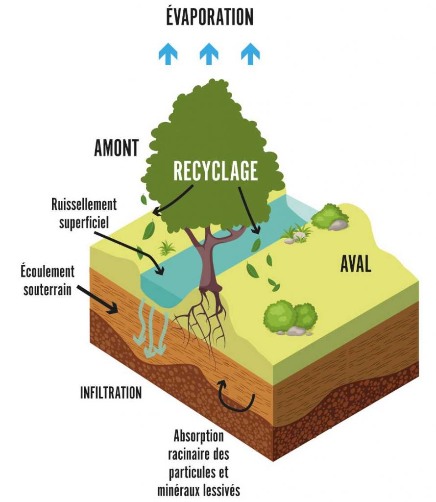Le ruissellement agricole et urbain - Syndicat de l'Yvette